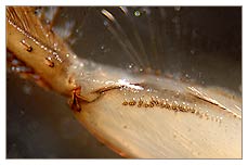 Corixa - Structure - hind leg - enlargement